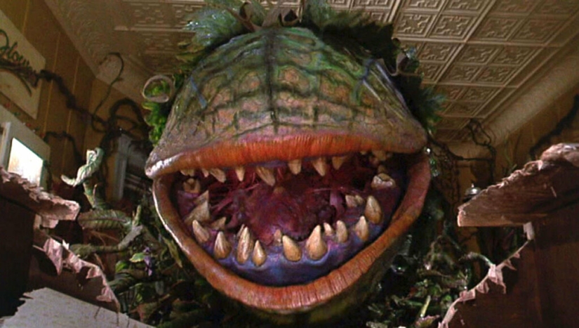 The Man-Eating Trees of Madagascar: Fact or Myth? - Pictolic